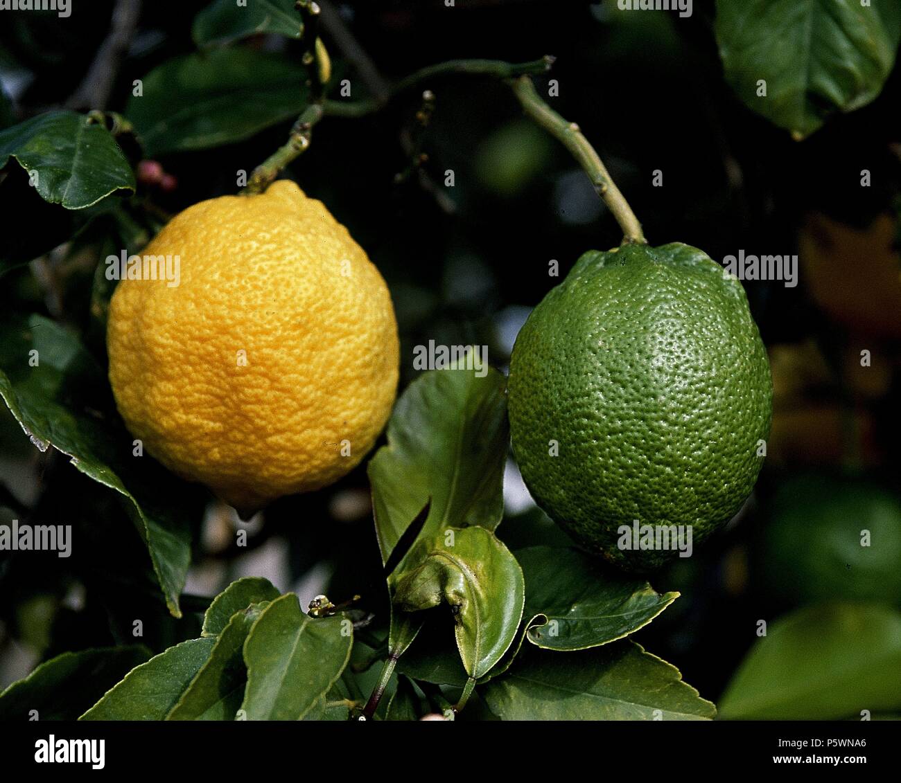 Limonero árbol hi-res stock photography and images - Alamy