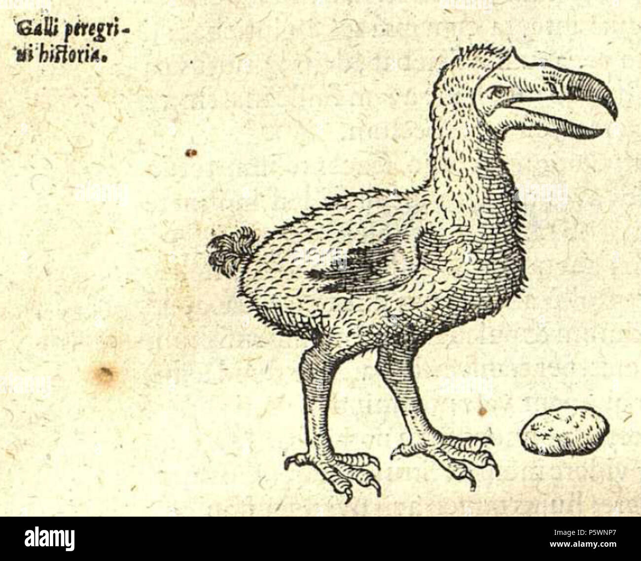 Illustration of a dodo hi-res stock photography and images - Alamy
