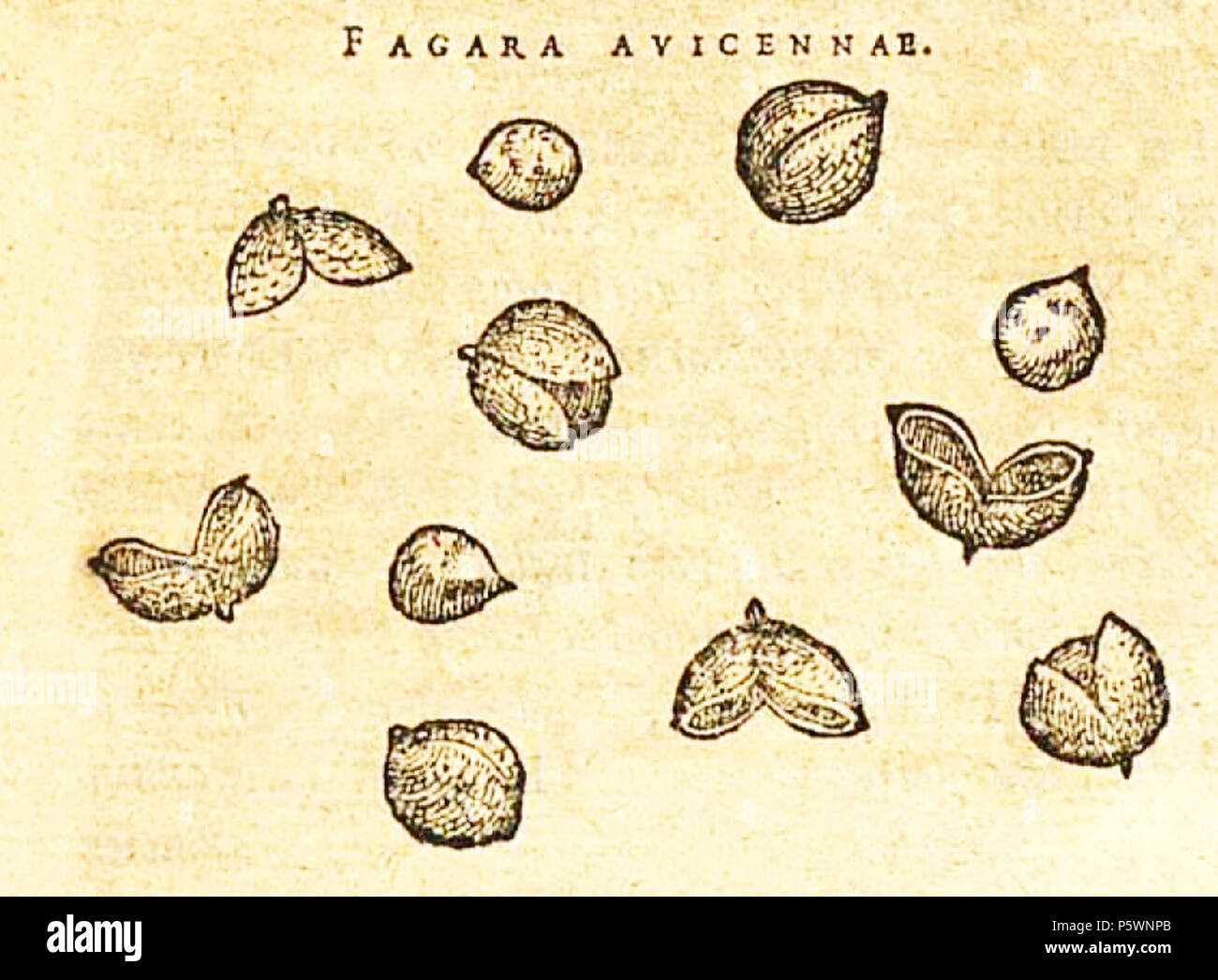 Fagara hi-res stock photography and images - Alamy