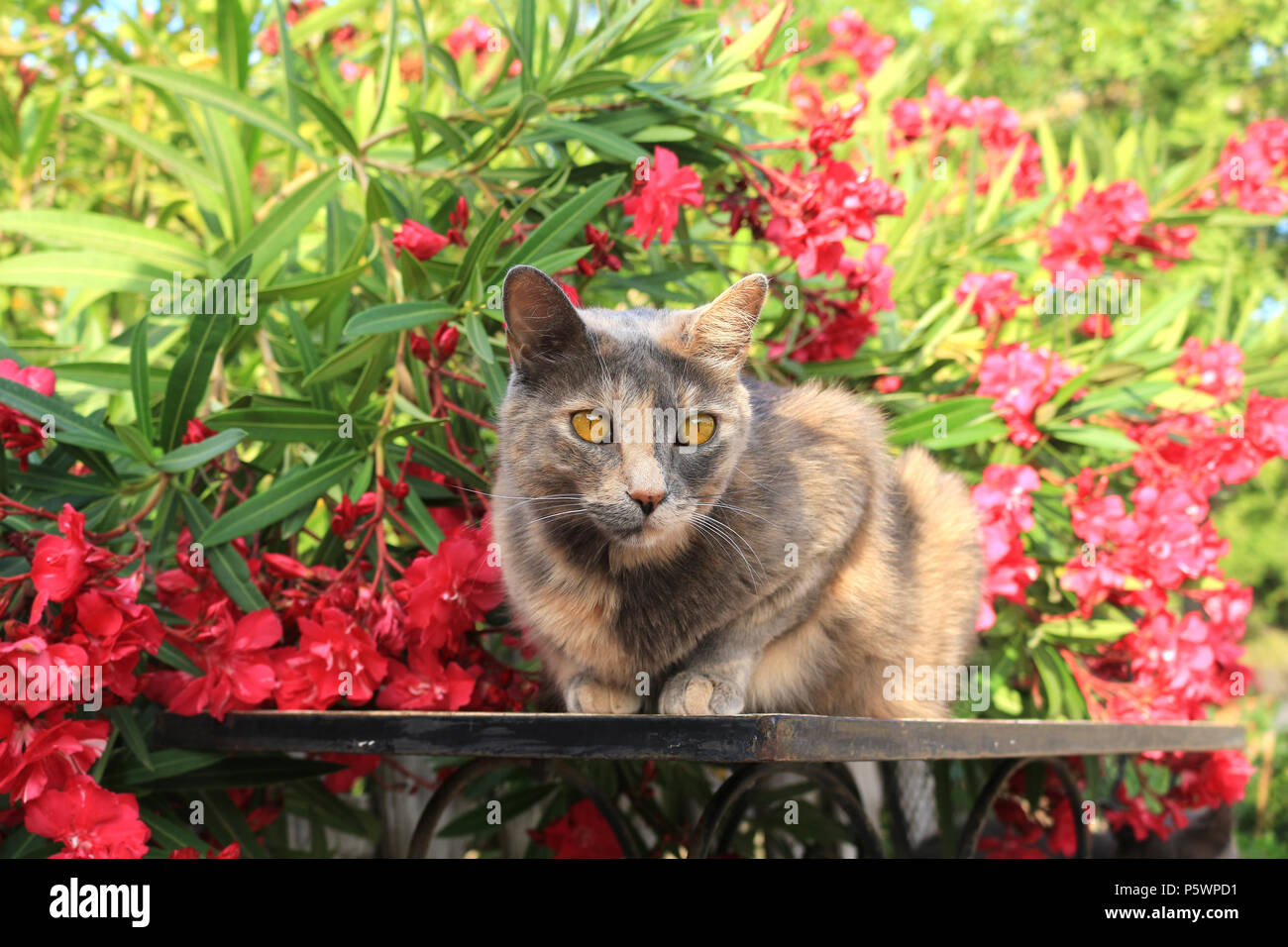 domestic cat, tortie, lying on a table in front of flowering oleander ...