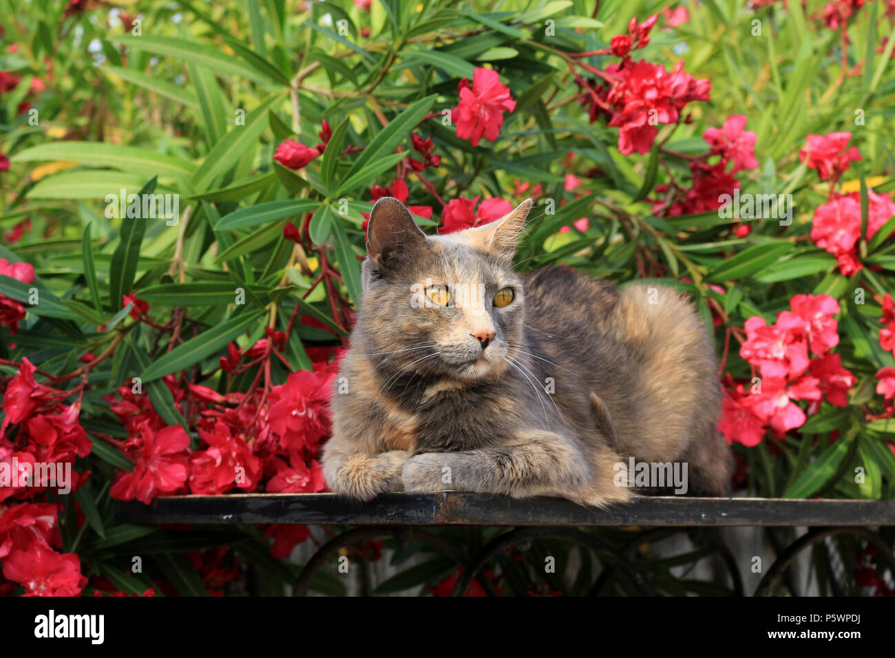 domestic cat, tortie, lying on a table in front of flowering oleander ...