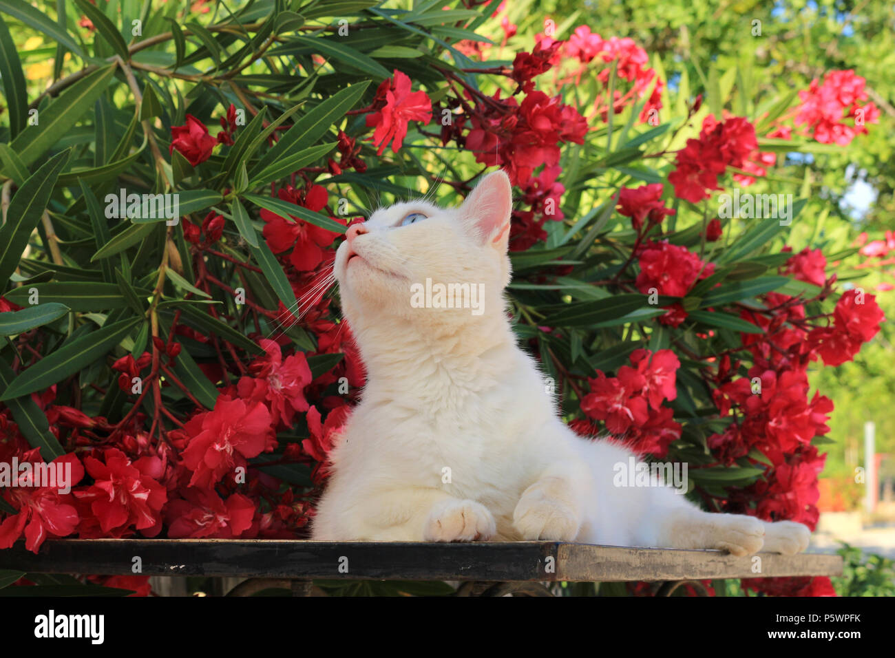 White oleander blossoms on hi-res stock photography and images - Alamy