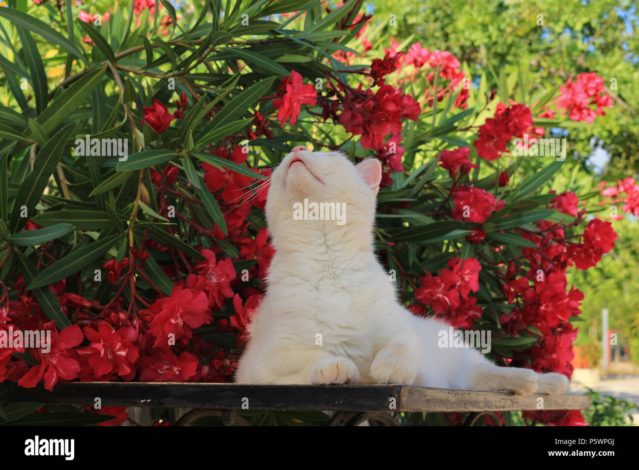 white cat lying on a table in front of flowering oleander Stock Photo ...