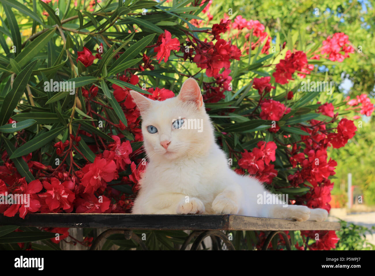 white cat lying on a table in front of flowering oleander Stock Photo ...