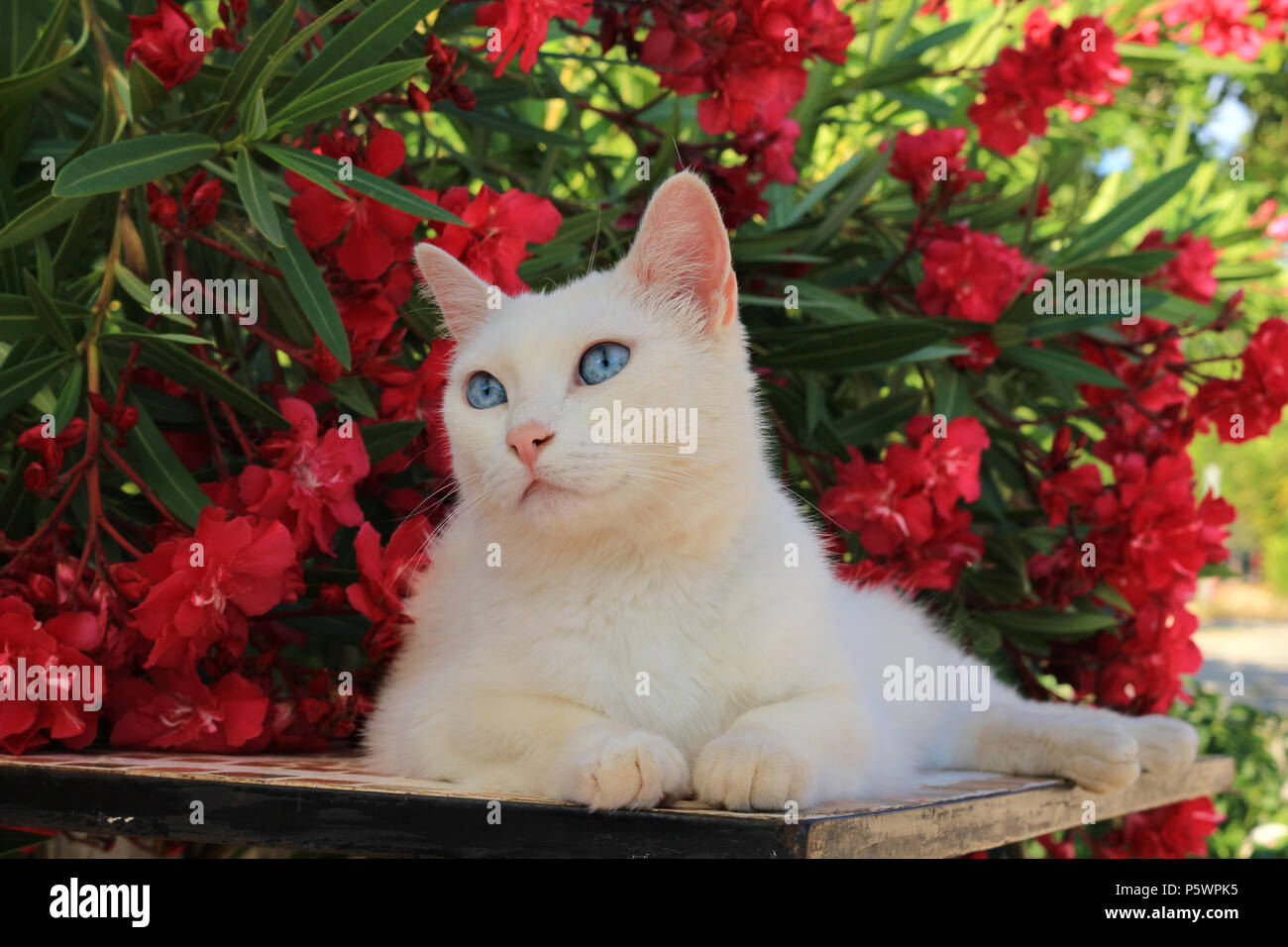 white cat lying on a table in front of flowering oleander Stock Photo ...