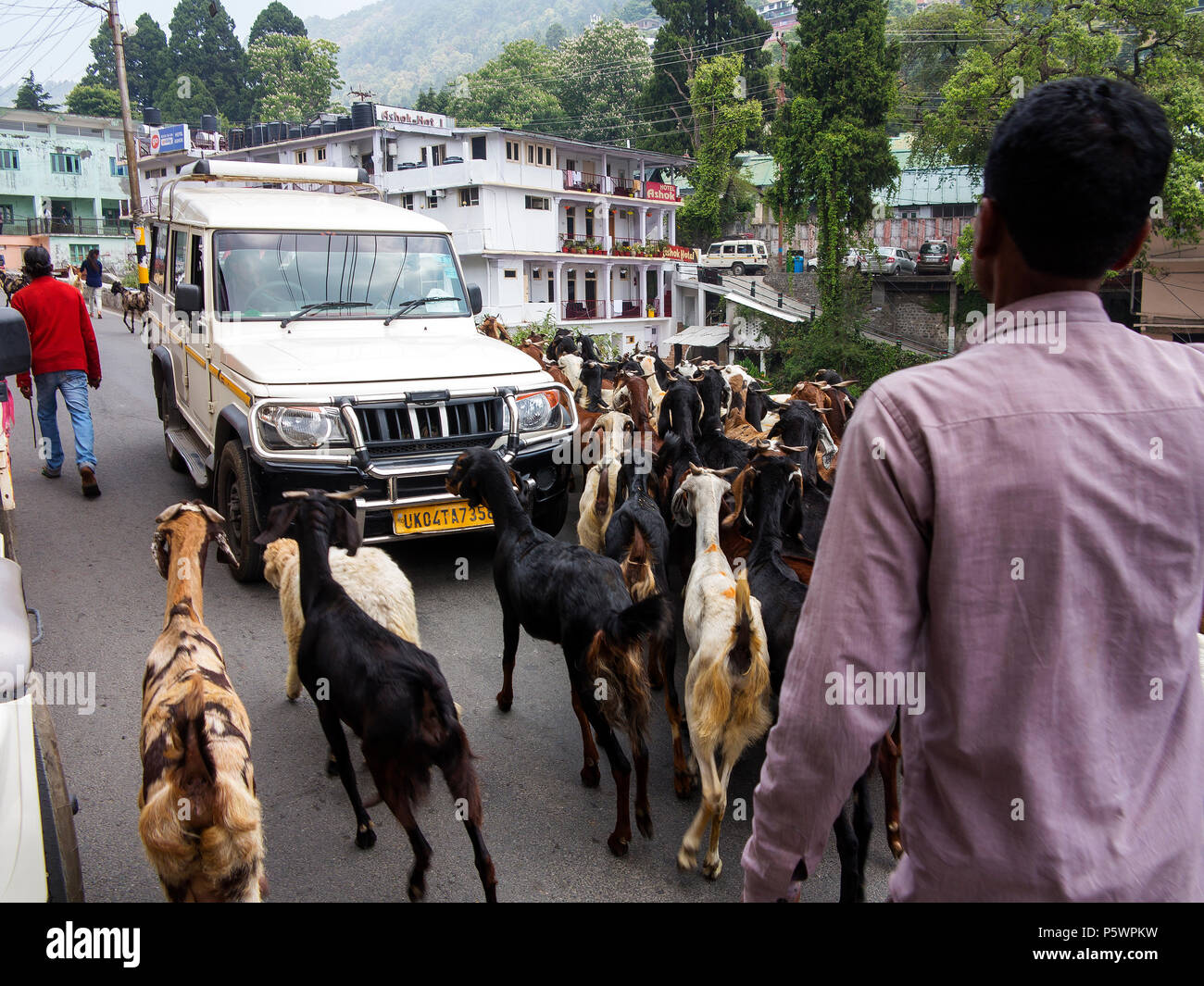 Goat market india hi-res stock photography and images - Alamy