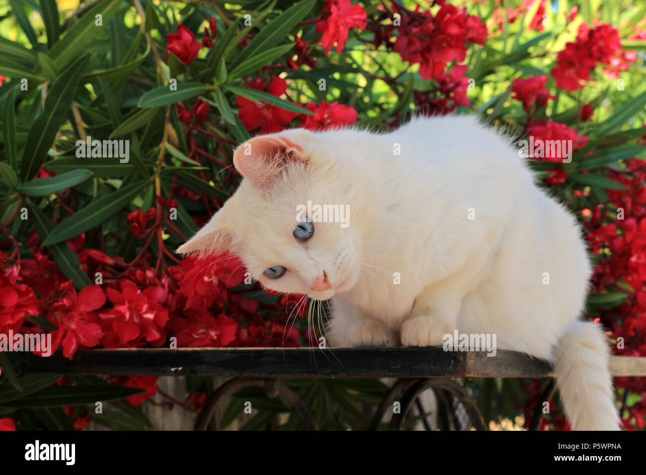 White oleander blossoms on hi-res stock photography and images - Alamy