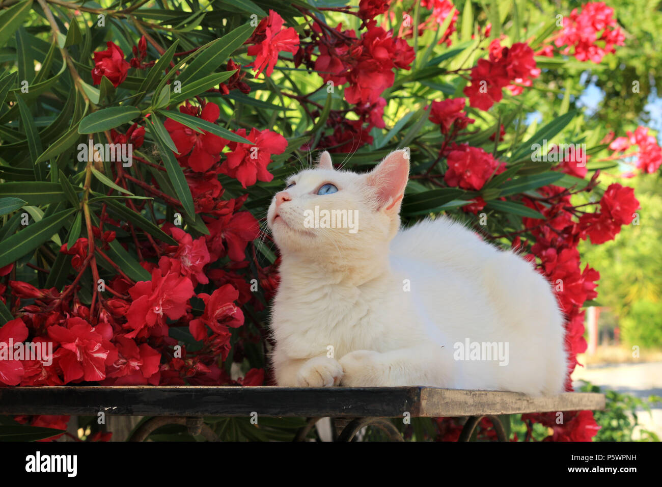 white cat lying on a table in front of flowering oleander Stock Photo ...