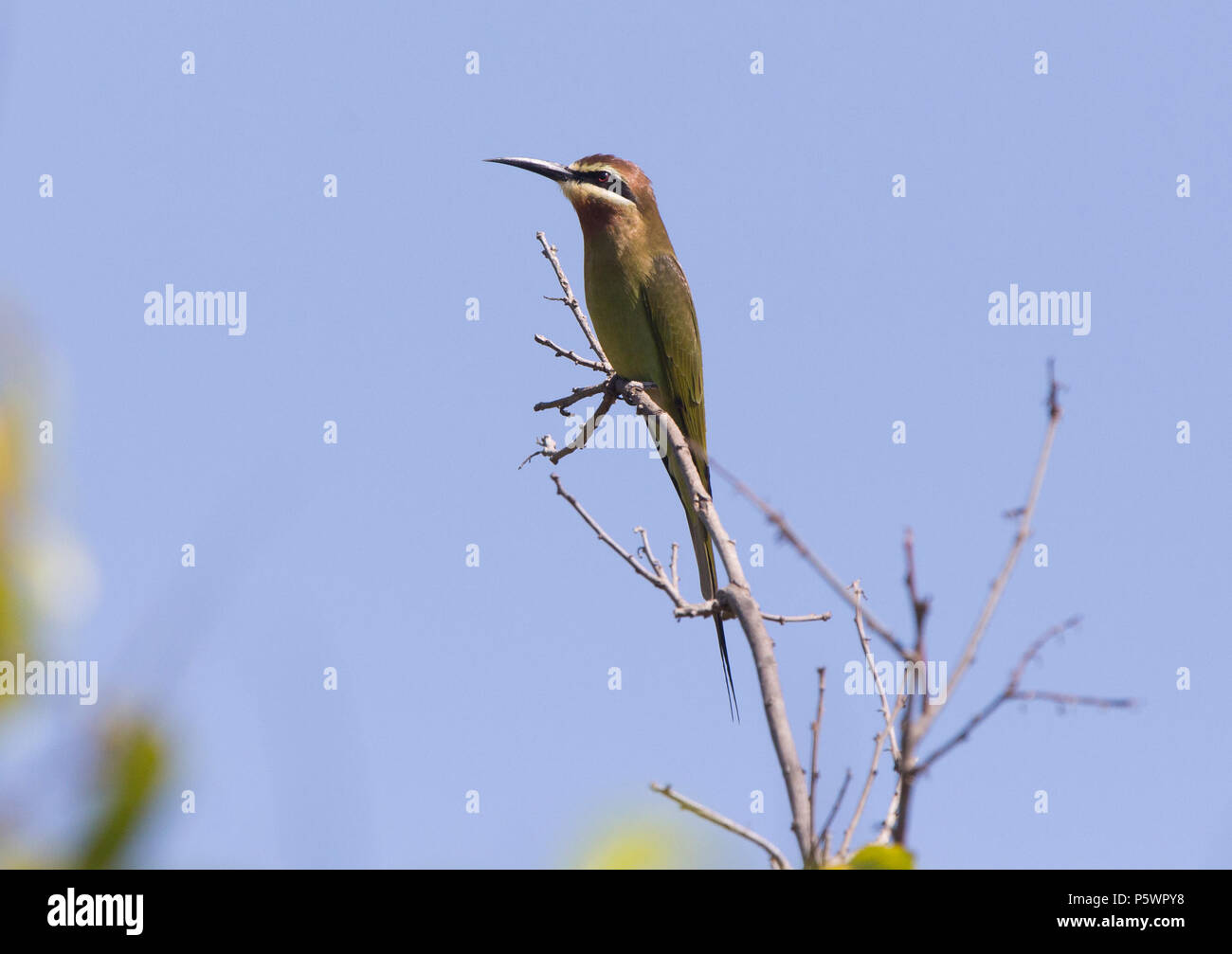 Madagascan purple roller Stock Photo - Alamy