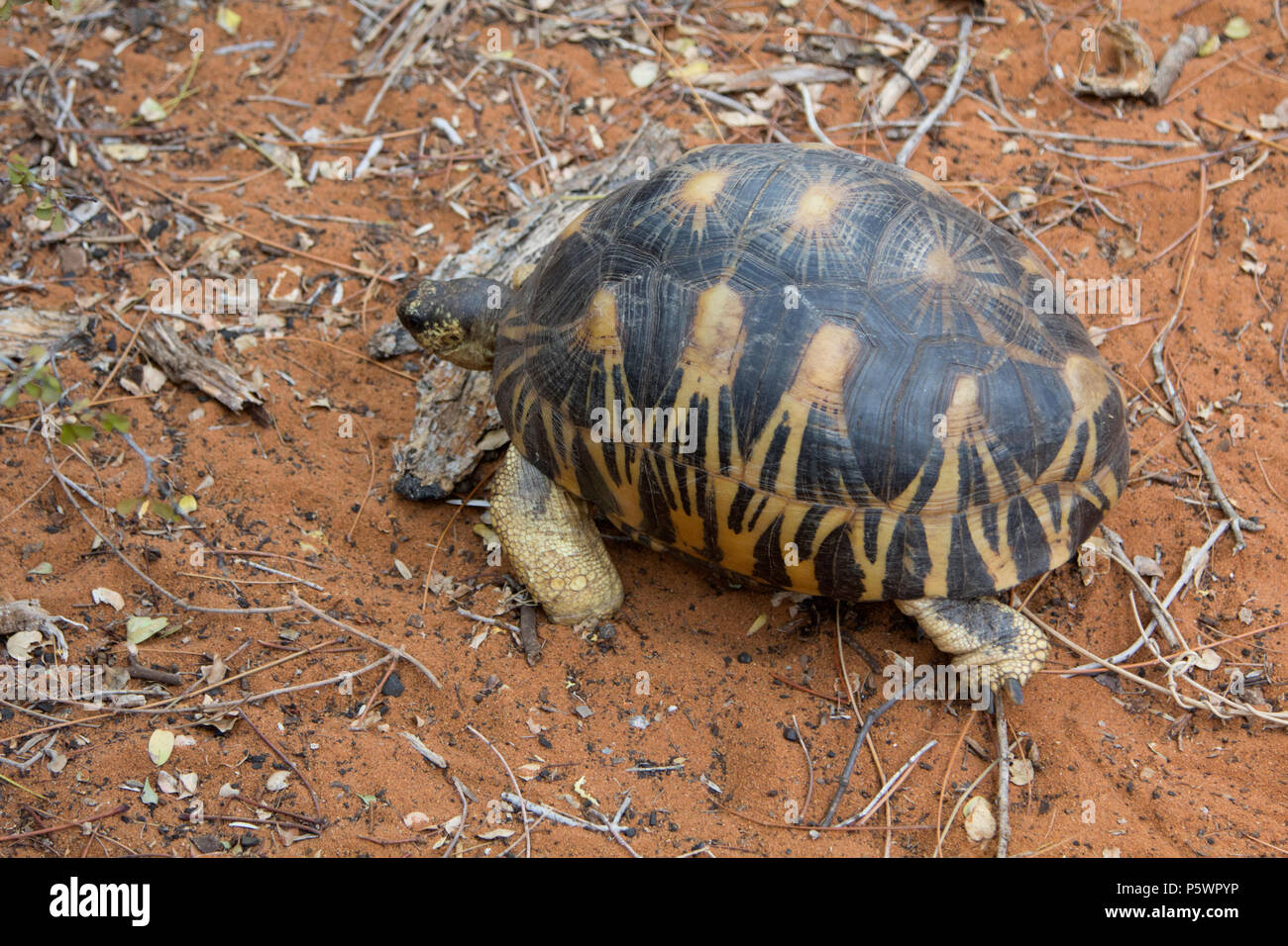 Radiated tortoise, Madagascar Stock Photo - Alamy