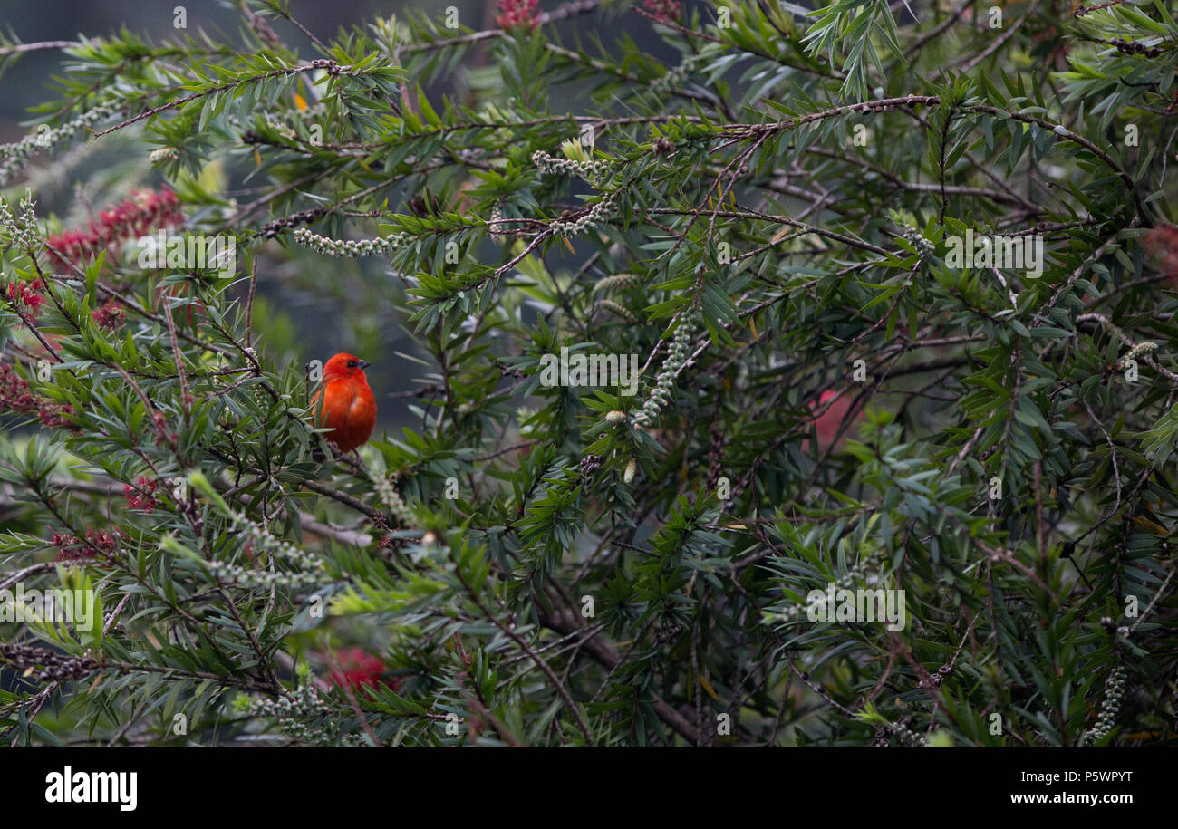 Madagascar trees red hi-res stock photography and images - Alamy