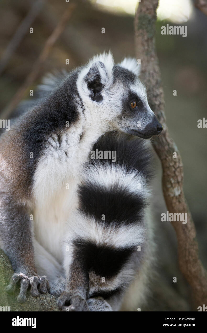 Ring-tailed lemur, Madagascar Stock Photo - Alamy