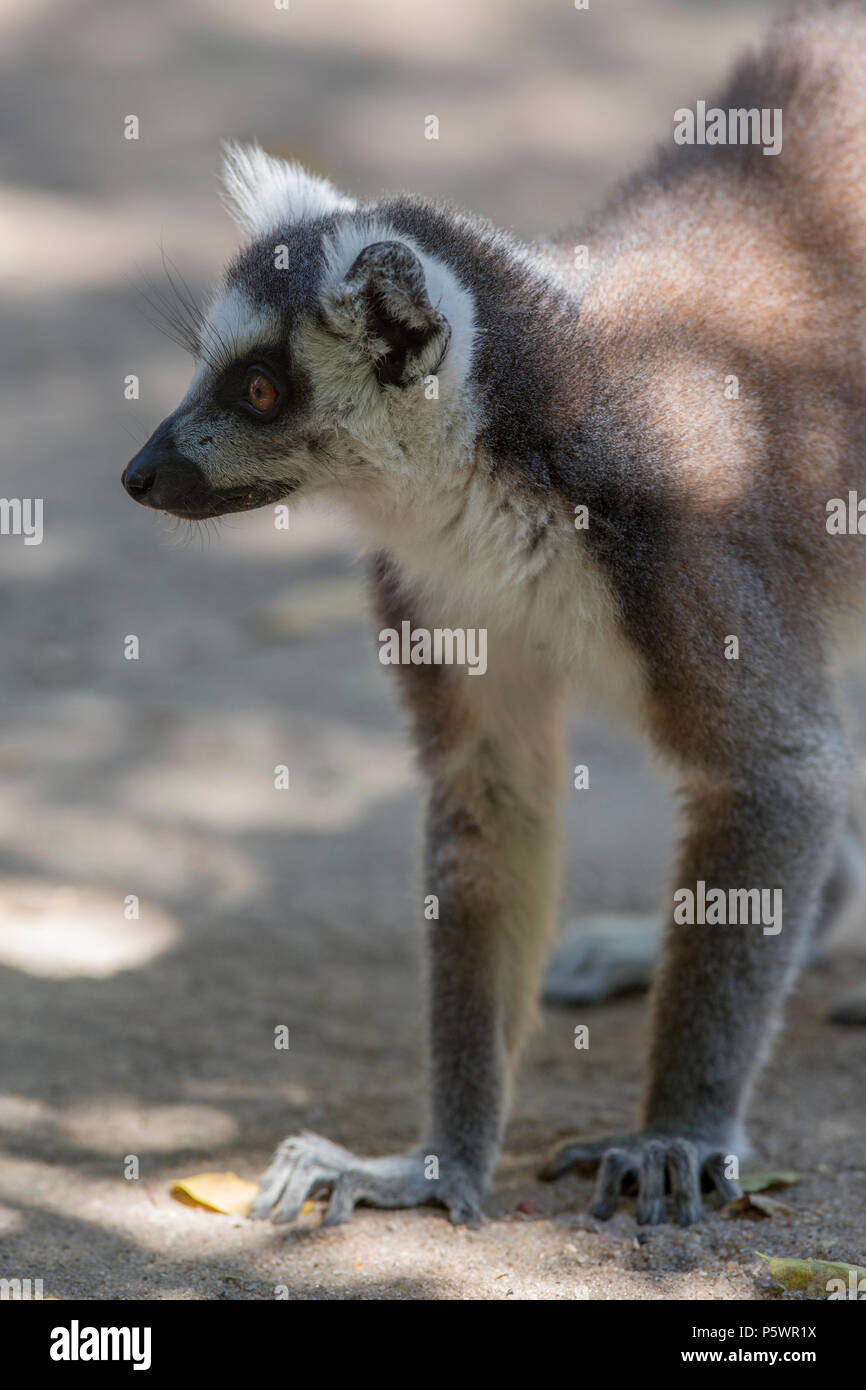 Ring tailed lemur madagascar hi-res stock photography and images - Alamy