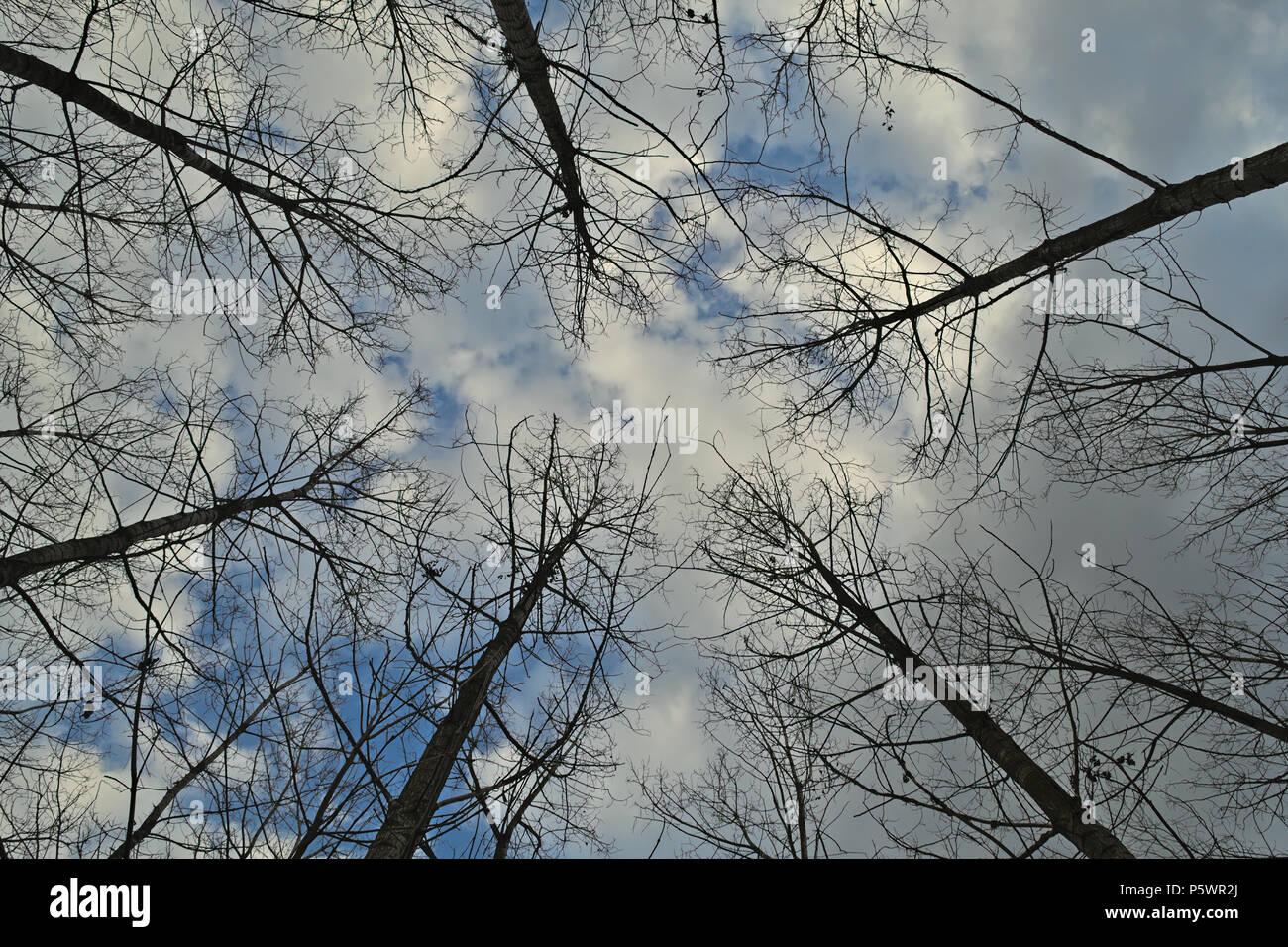 Tall tree in forest looking up hi-res stock photography and images - Alamy