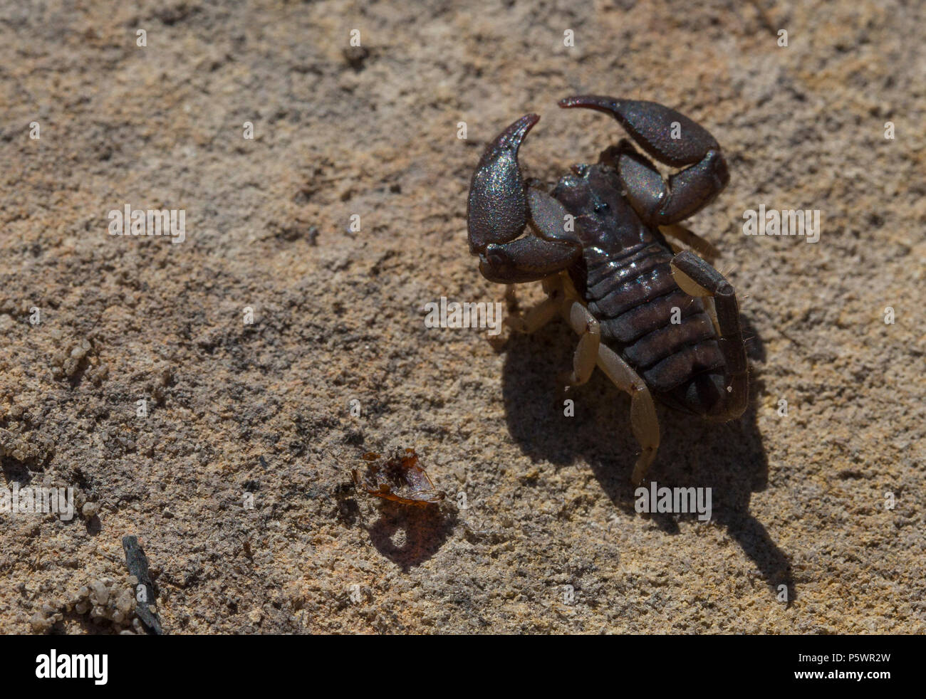 Madagascar scorpion hi-res stock photography and images - Alamy