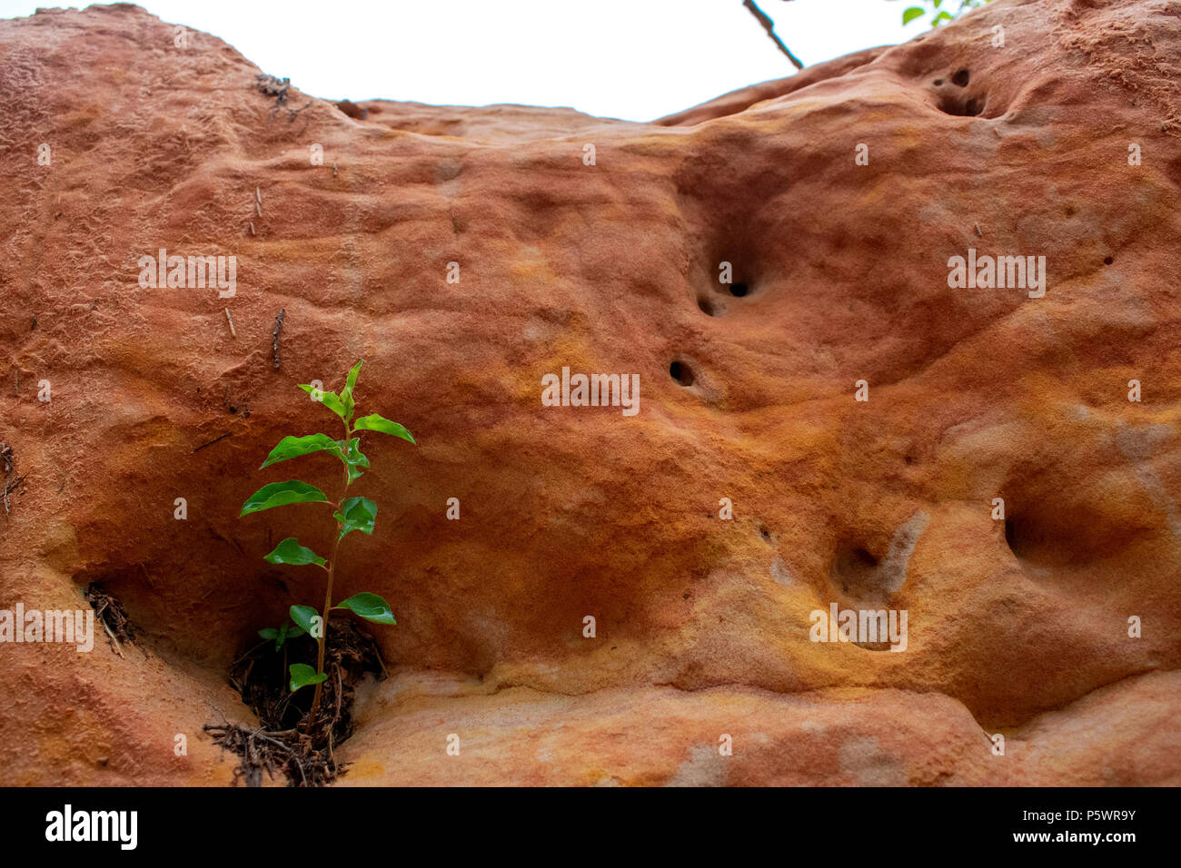 Plant growing in the rock Stock Photo - Alamy