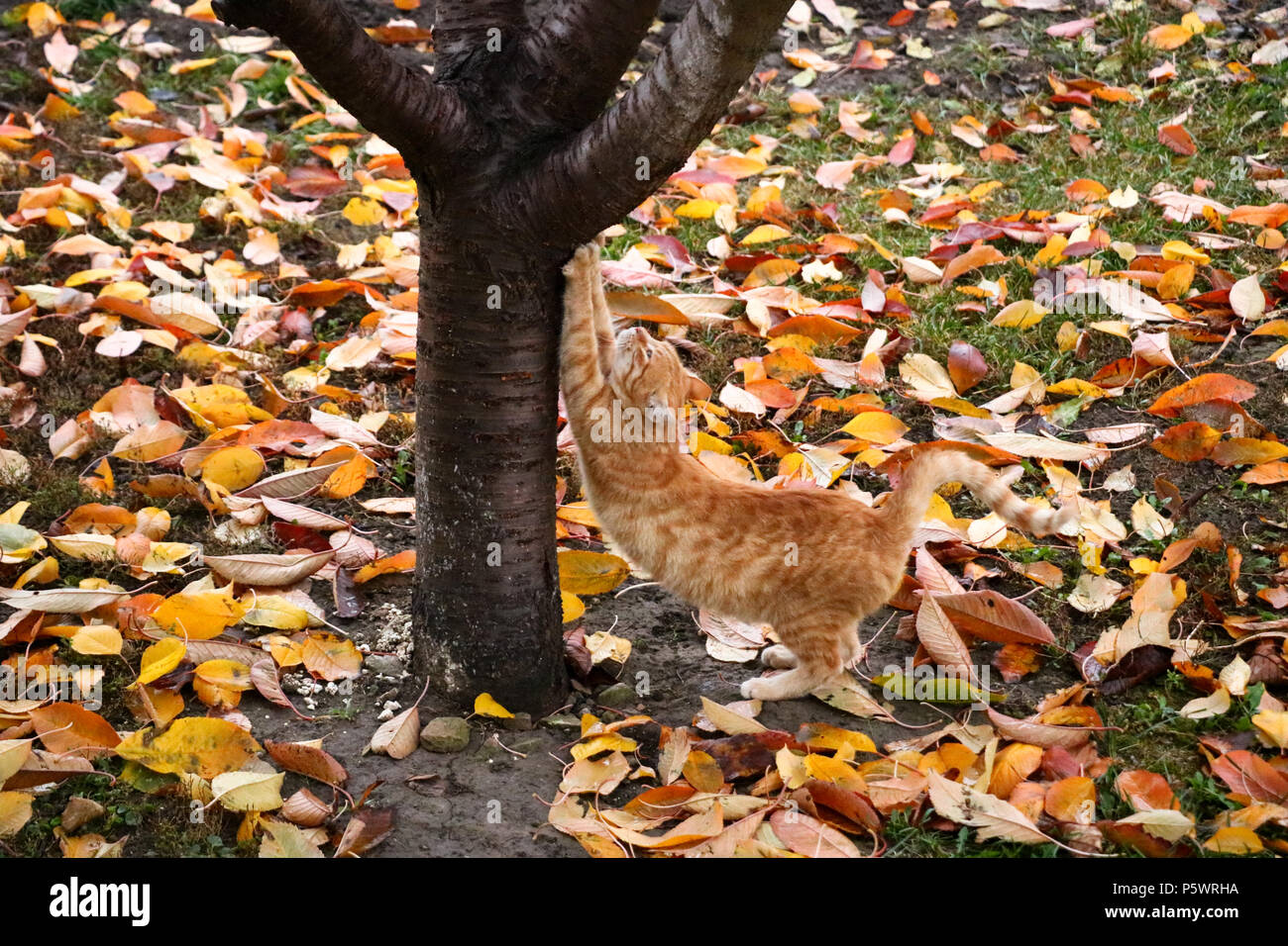 Yellow theme hi-res stock photography and images - Alamy