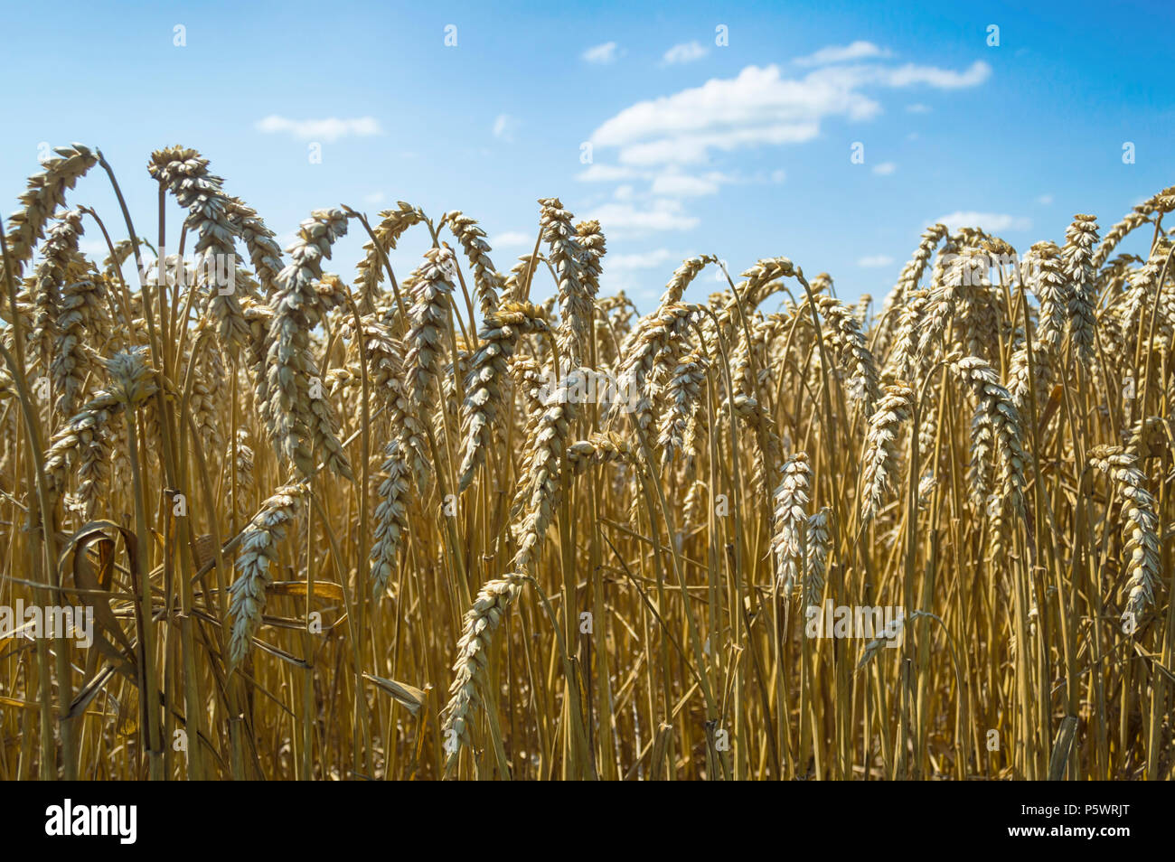 Wheat field on a nice summer day, agricultural concept Stock Photo - Alamy