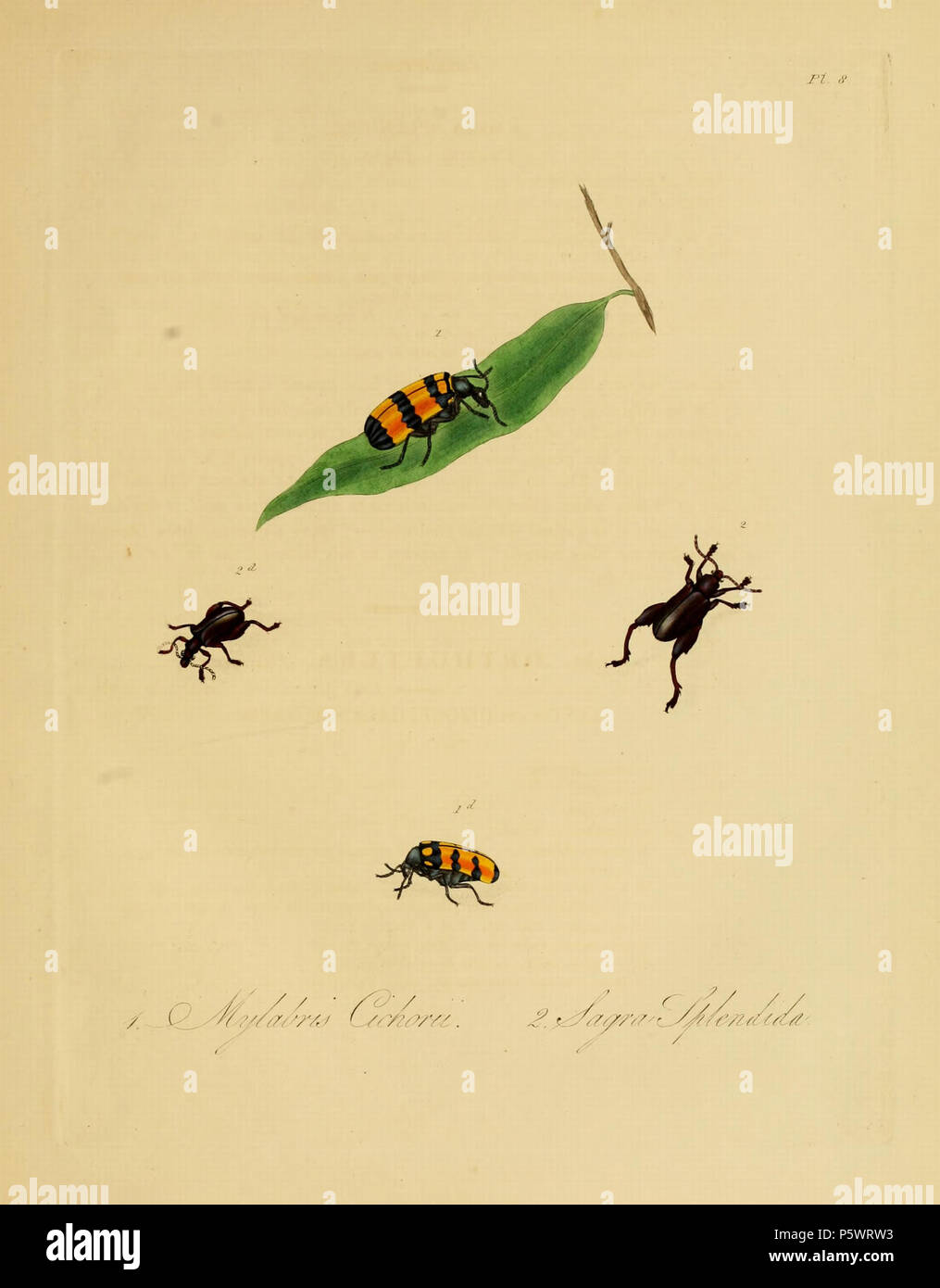 Revised caption hi-res stock photography and images - Alamy