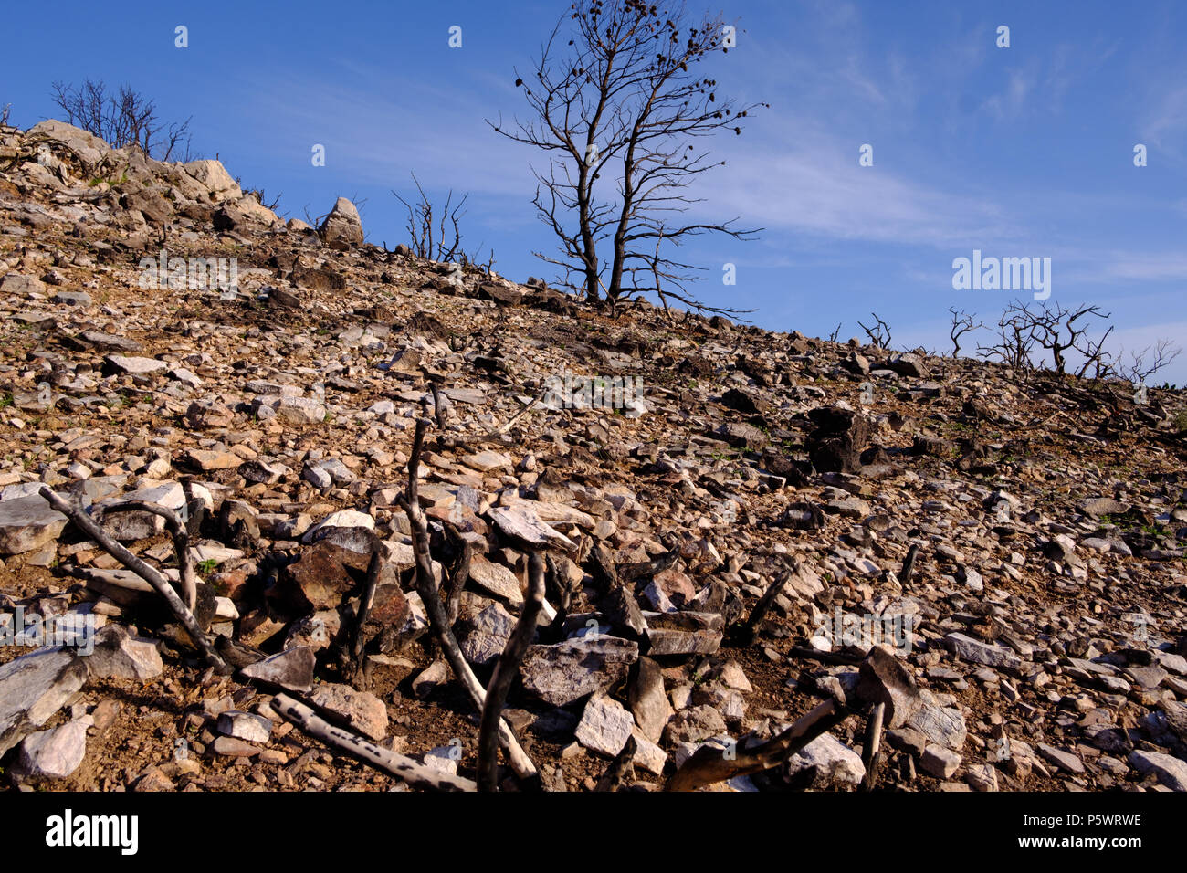 Burnt pine cone hi-res stock photography and images - Alamy