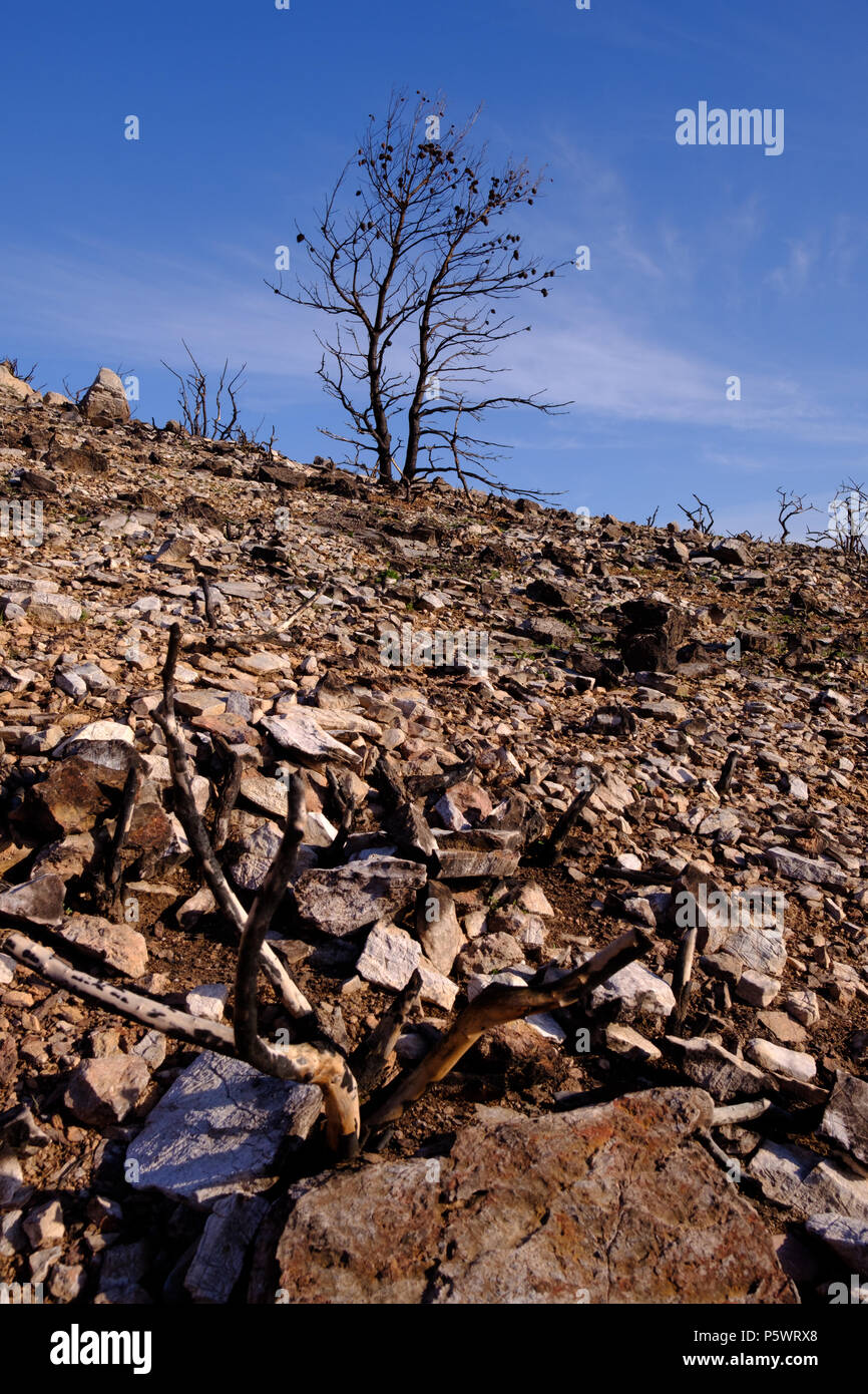 Mountain Fire, Pine Trees and Wild Flora burnt where before they were ...