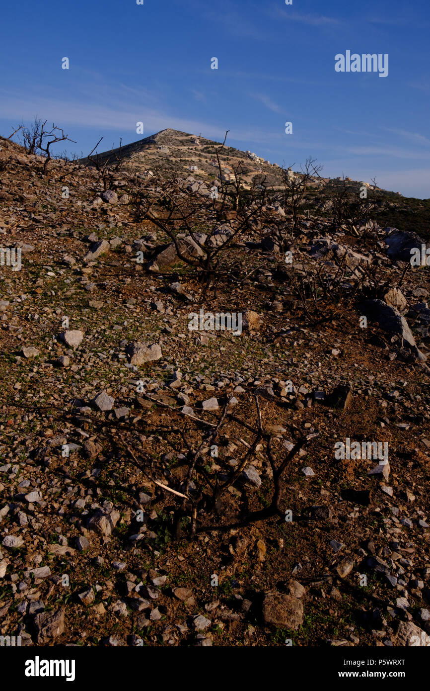 Mountain Fire, Pine Trees and Wild Flora burnt where before they were ...