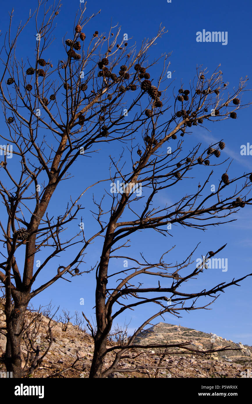 Fire damage tree hi-res stock photography and images - Alamy