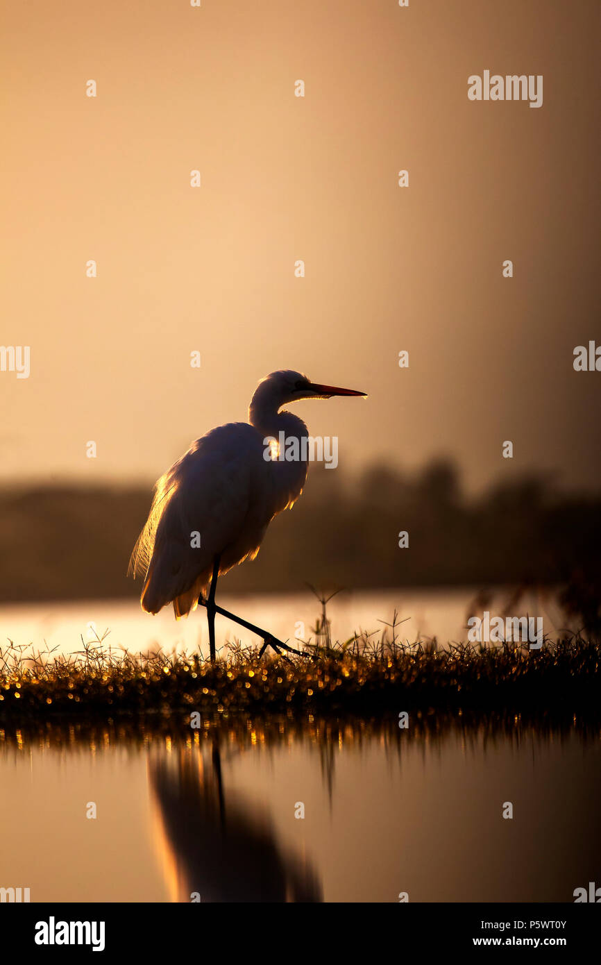 Golden Egret High Resolution Stock Photography and Images - Alamy