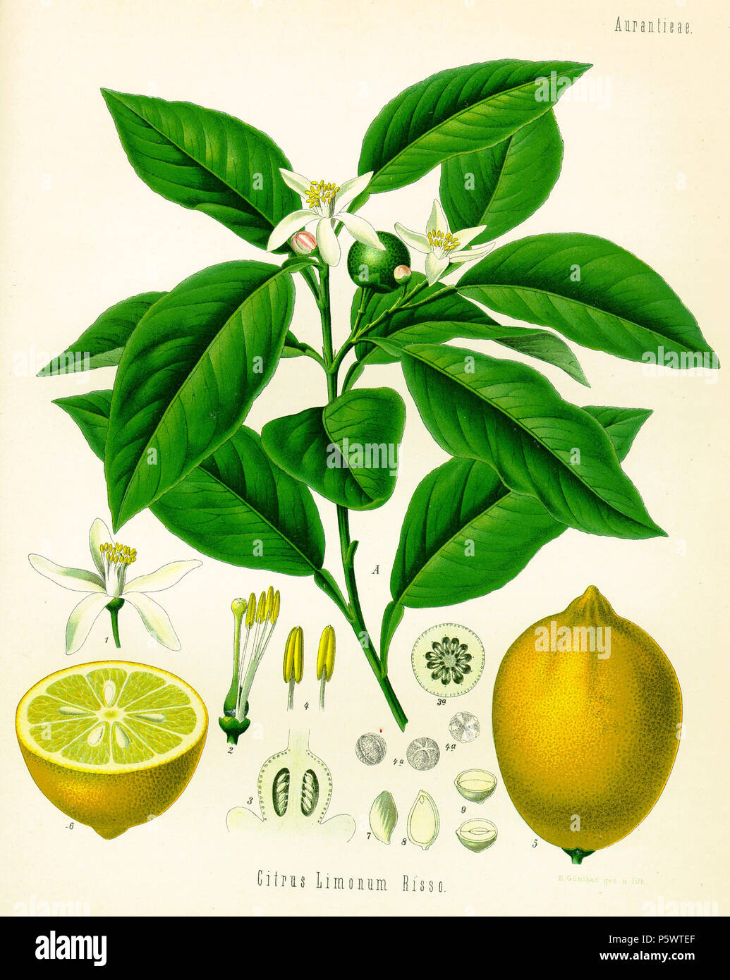Citrus limonum hi-res stock photography and images - Alamy