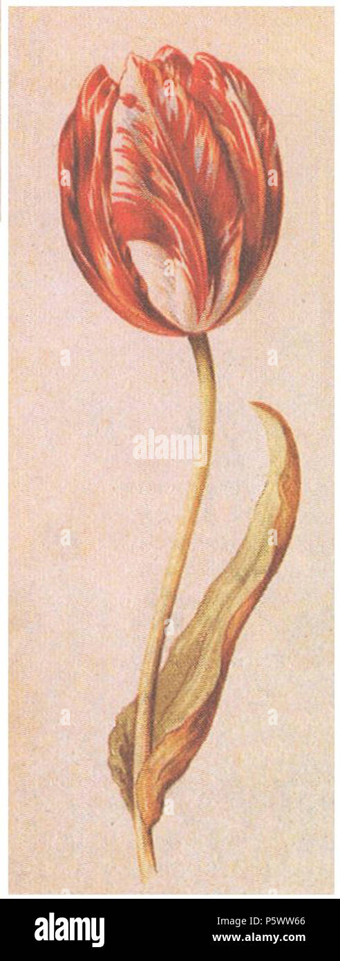 Dutch tulip drawing hi-res stock photography and images - Alamy