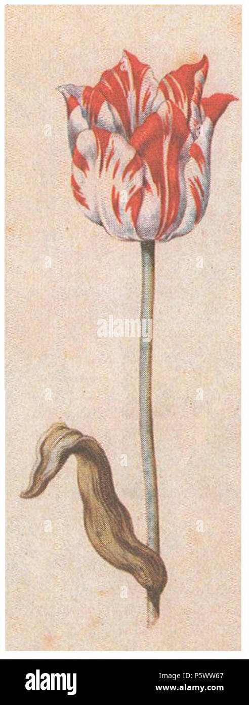 Dutch tulip drawing hi-res stock photography and images - Alamy