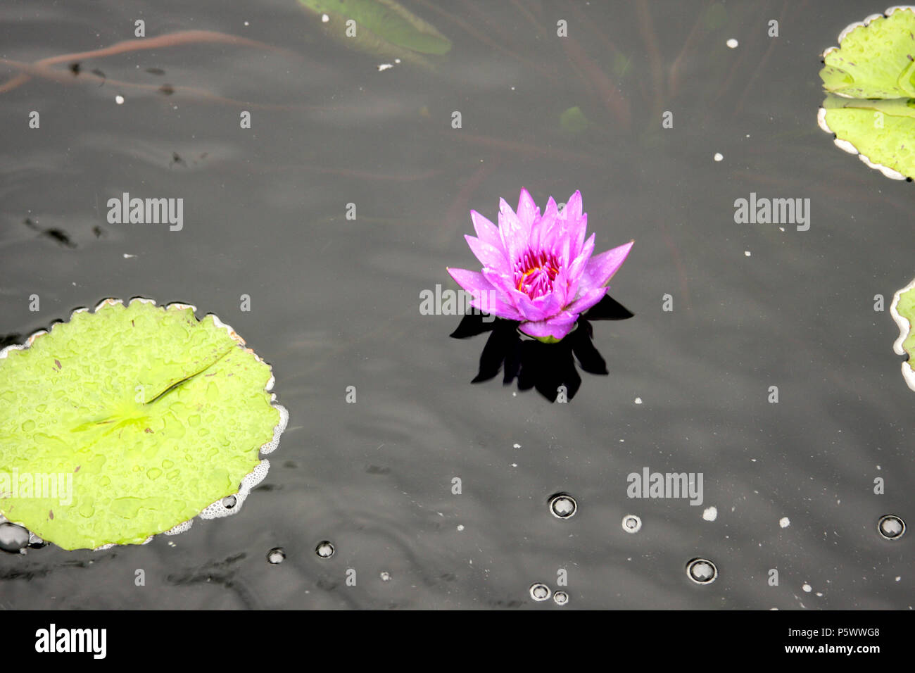 Star lotus flowers hi-res stock photography and images - Alamy