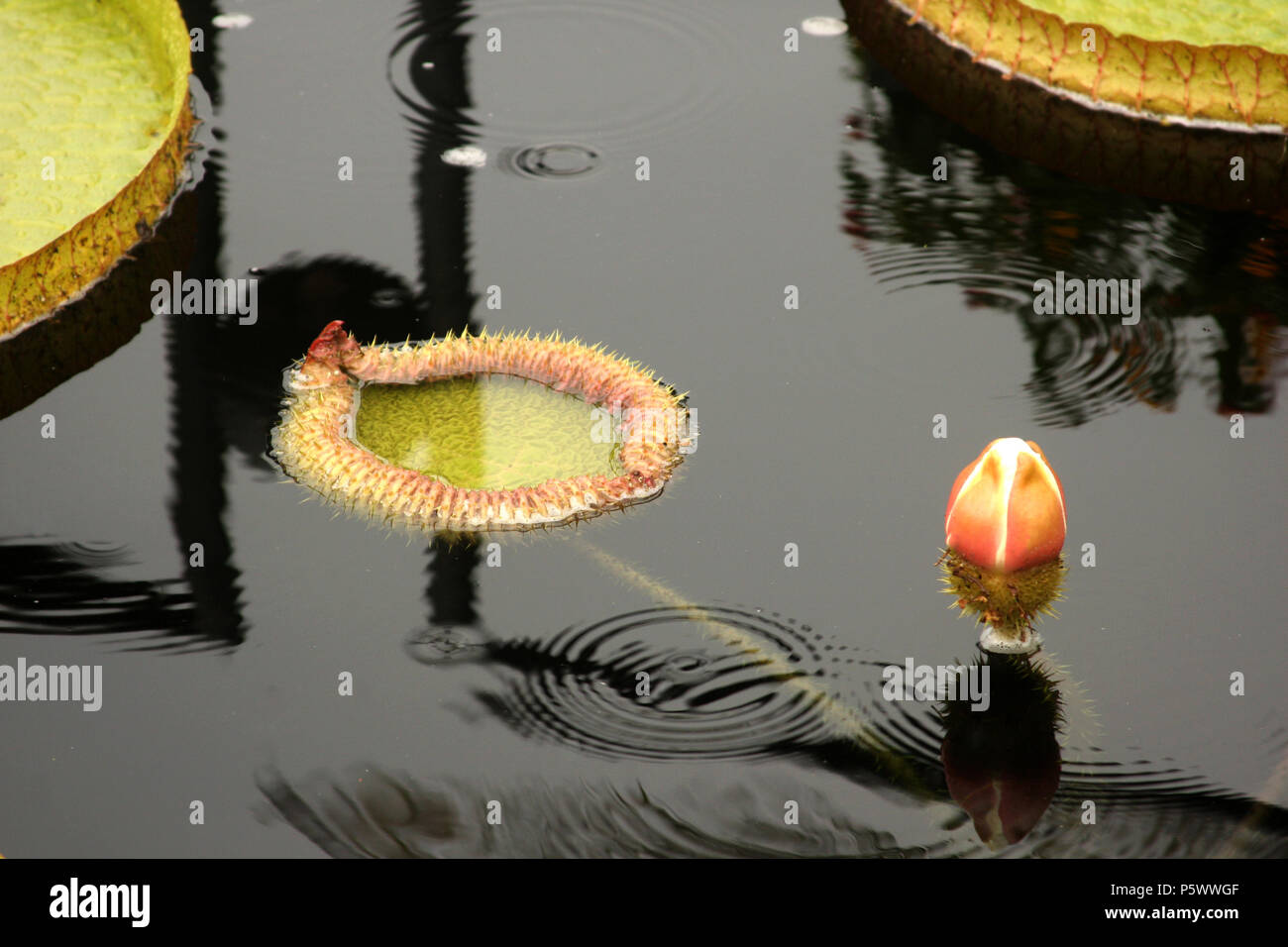 Victoria lily flower bud and pad on water Stock Photo - Alamy