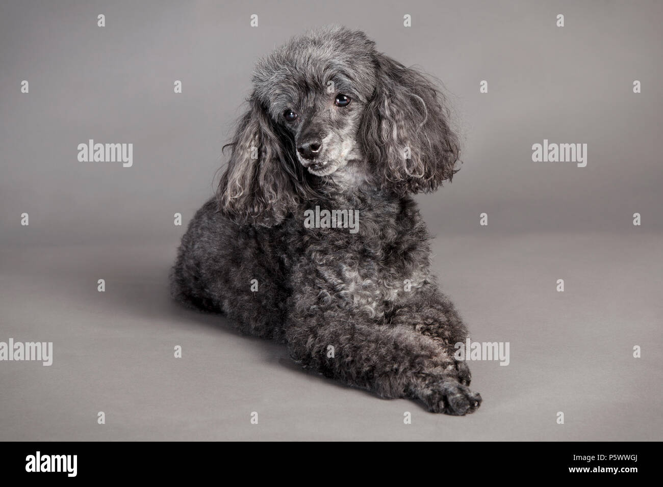 Grey miniature poodle hi-res stock photography and images - Alamy