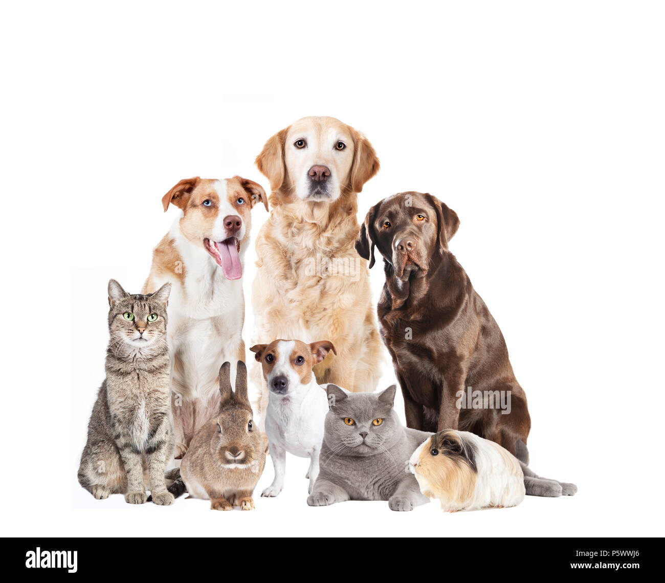 Different animals collage hi-res stock photography and images - Alamy