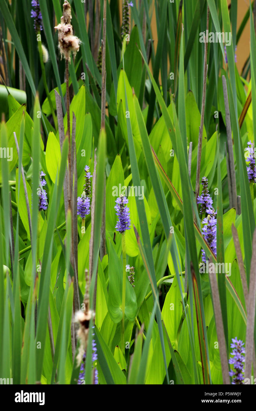 Pickerel Rush flowers in pond Stock Photo - Alamy