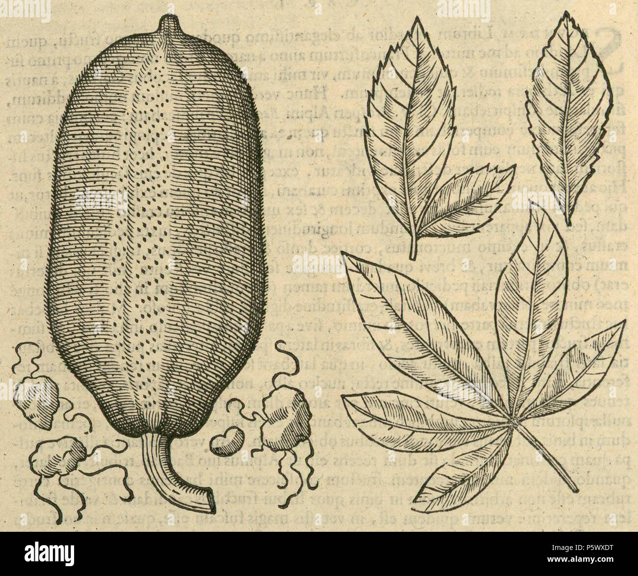N/A. Adansonia digitata - Frucht und Blatt . 1605. Charles de l’Écluse ...