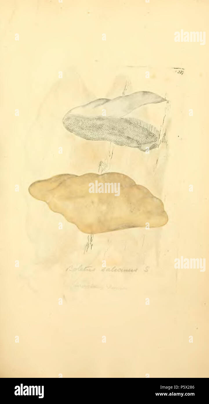 Illustration mushroom 19th century hi-res stock photography and images ...