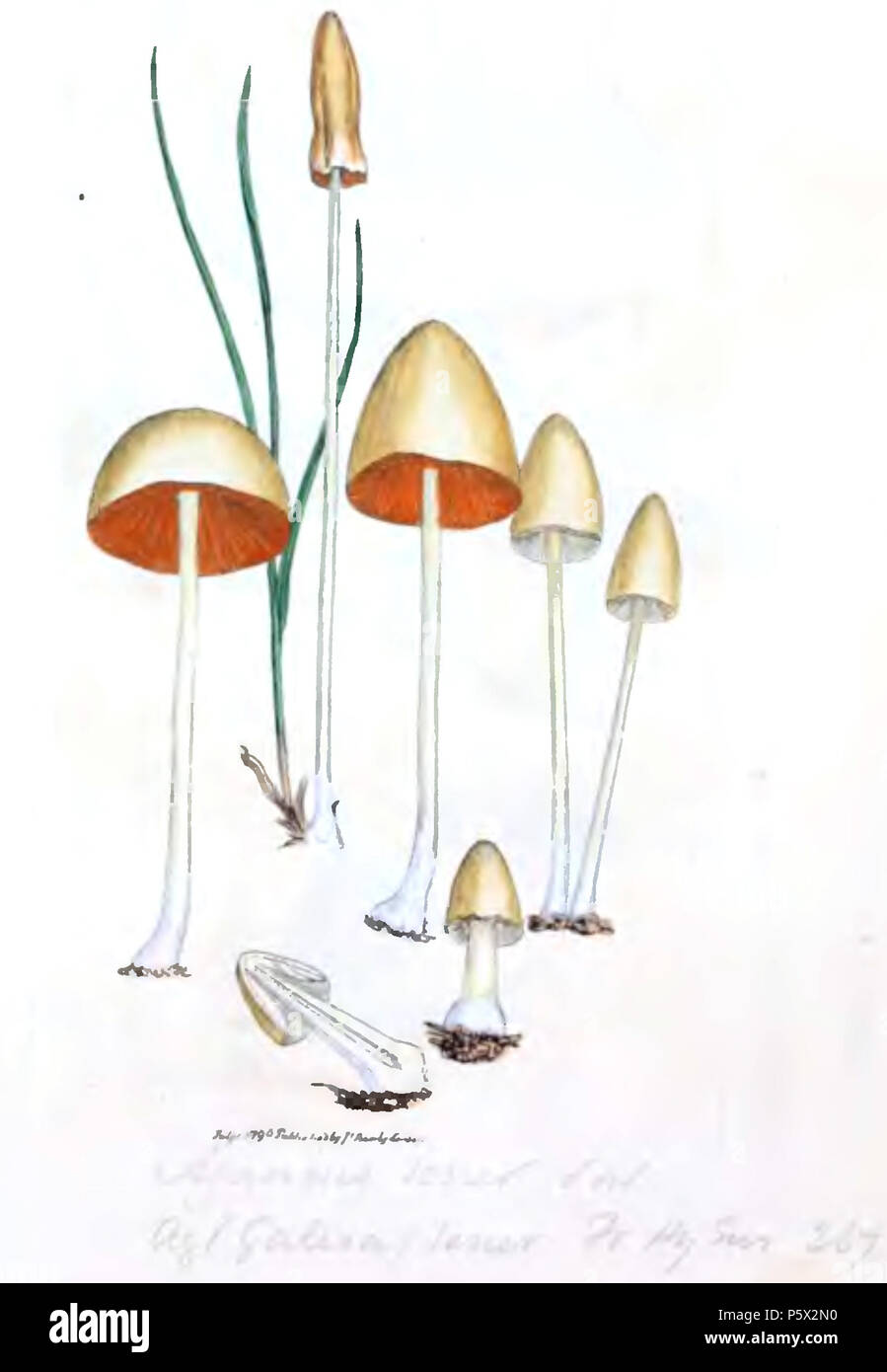 369 Coloured Figures of English Fungi or Mushrooms - t. 33 Stock Photo ...