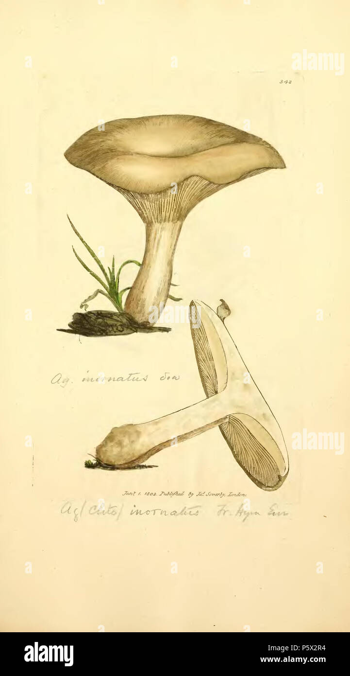 Fungi classification hi-res stock photography and images - Alamy