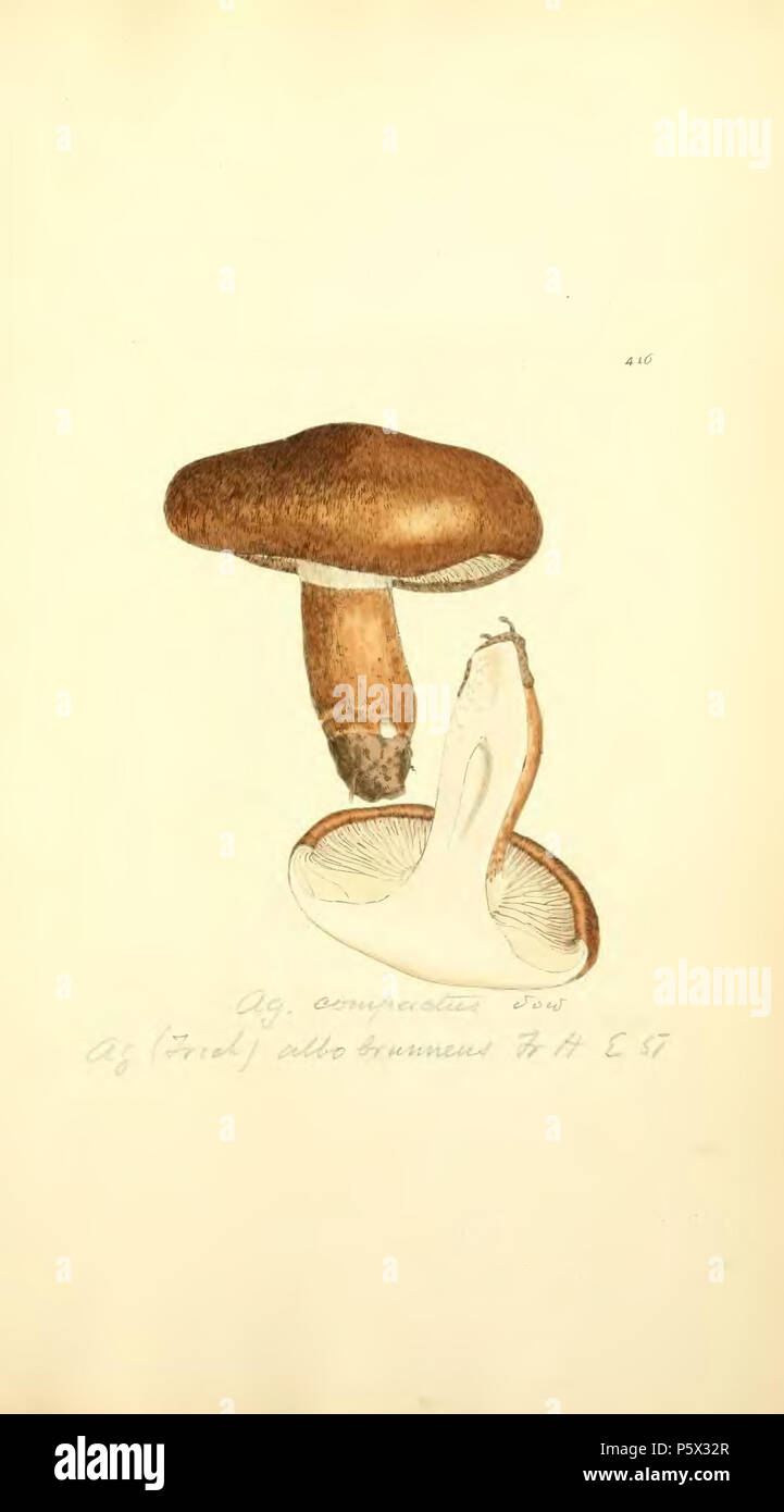 370 Coloured Figures of English Fungi or Mushrooms - t. 416 Stock Photo ...