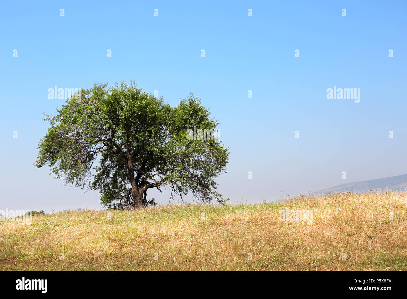 an image of a single tree Stock Photo - Alamy
