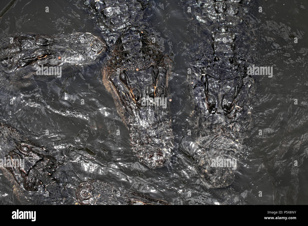 Close up shot of alligators floating on water Stock Photo - Alamy