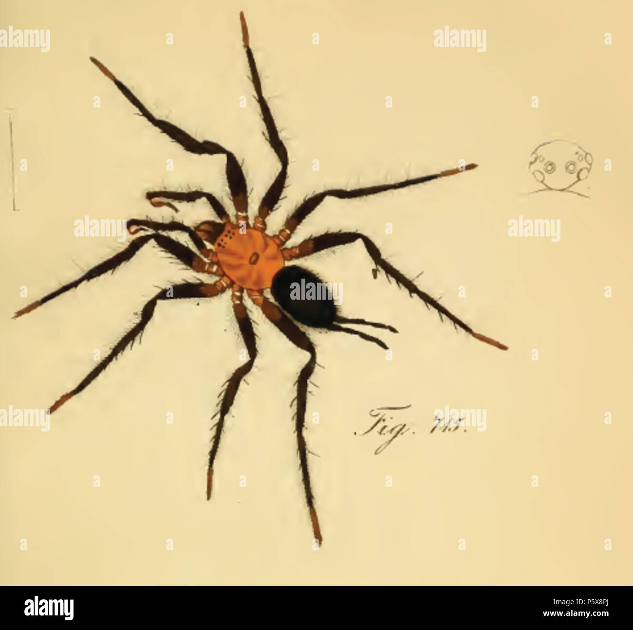 Macrura hi-res stock photography and images - Alamy