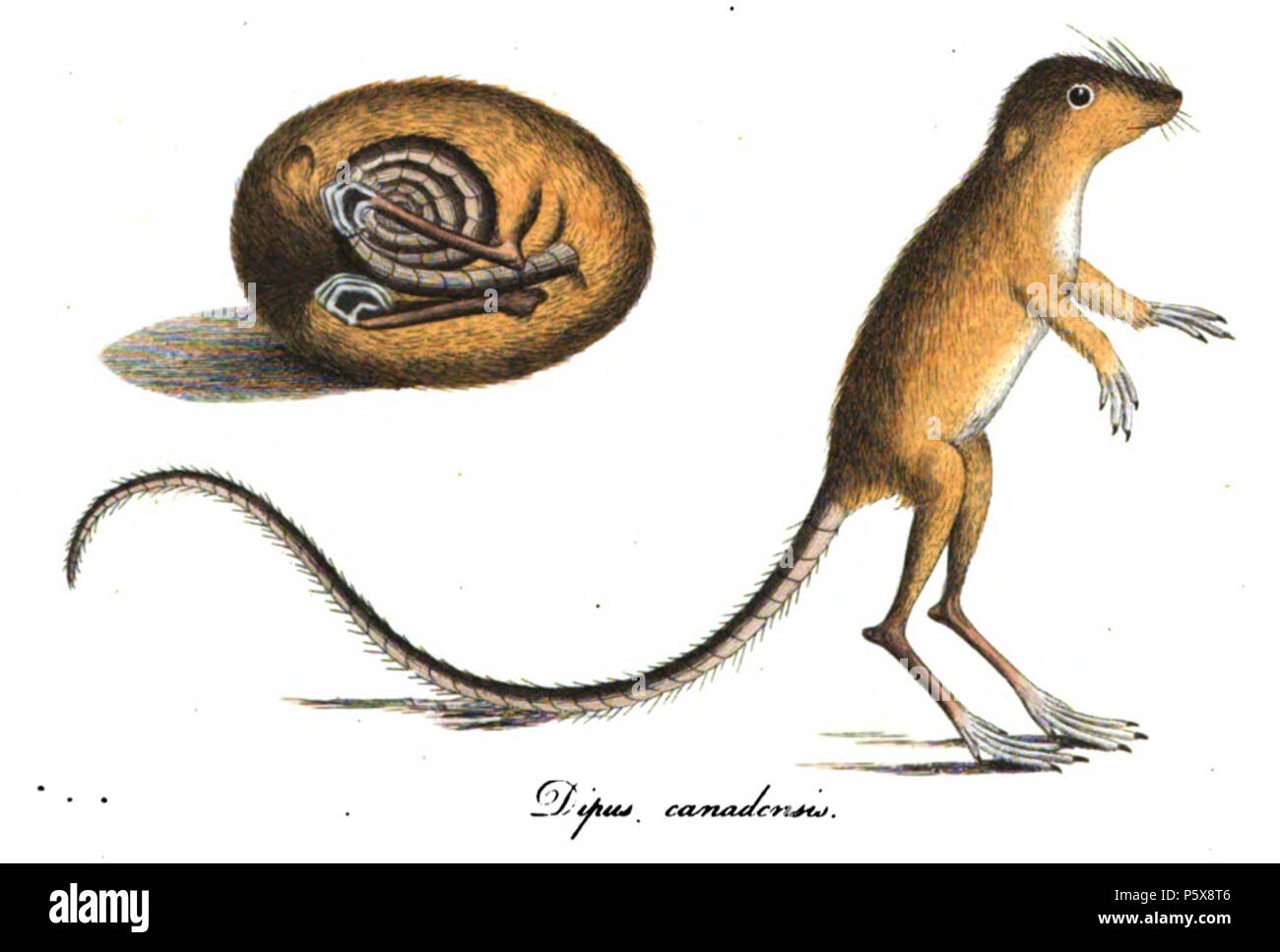 Dipus canadensis . English: Dipus canadensis, the Jumping Mouse of ...