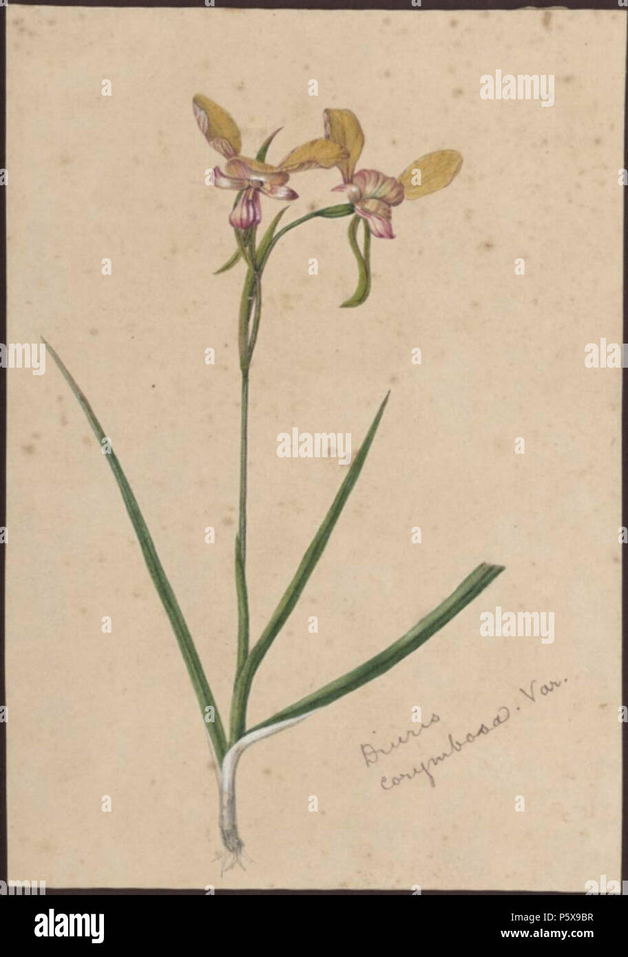 Diuris corymbosa hi-res stock photography and images - Alamy