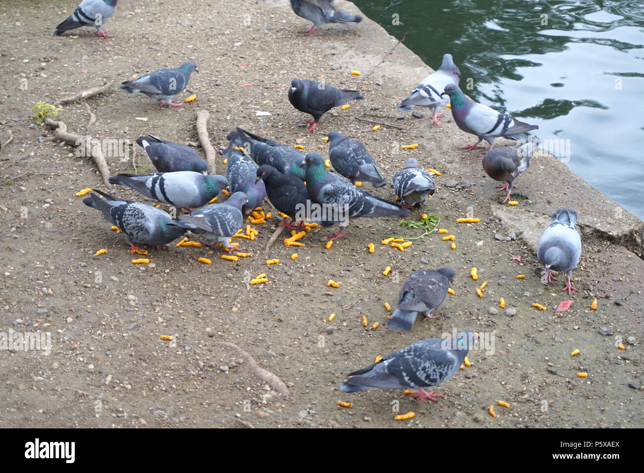 Feeding pigeons at pond hi-res stock photography and images - Alamy