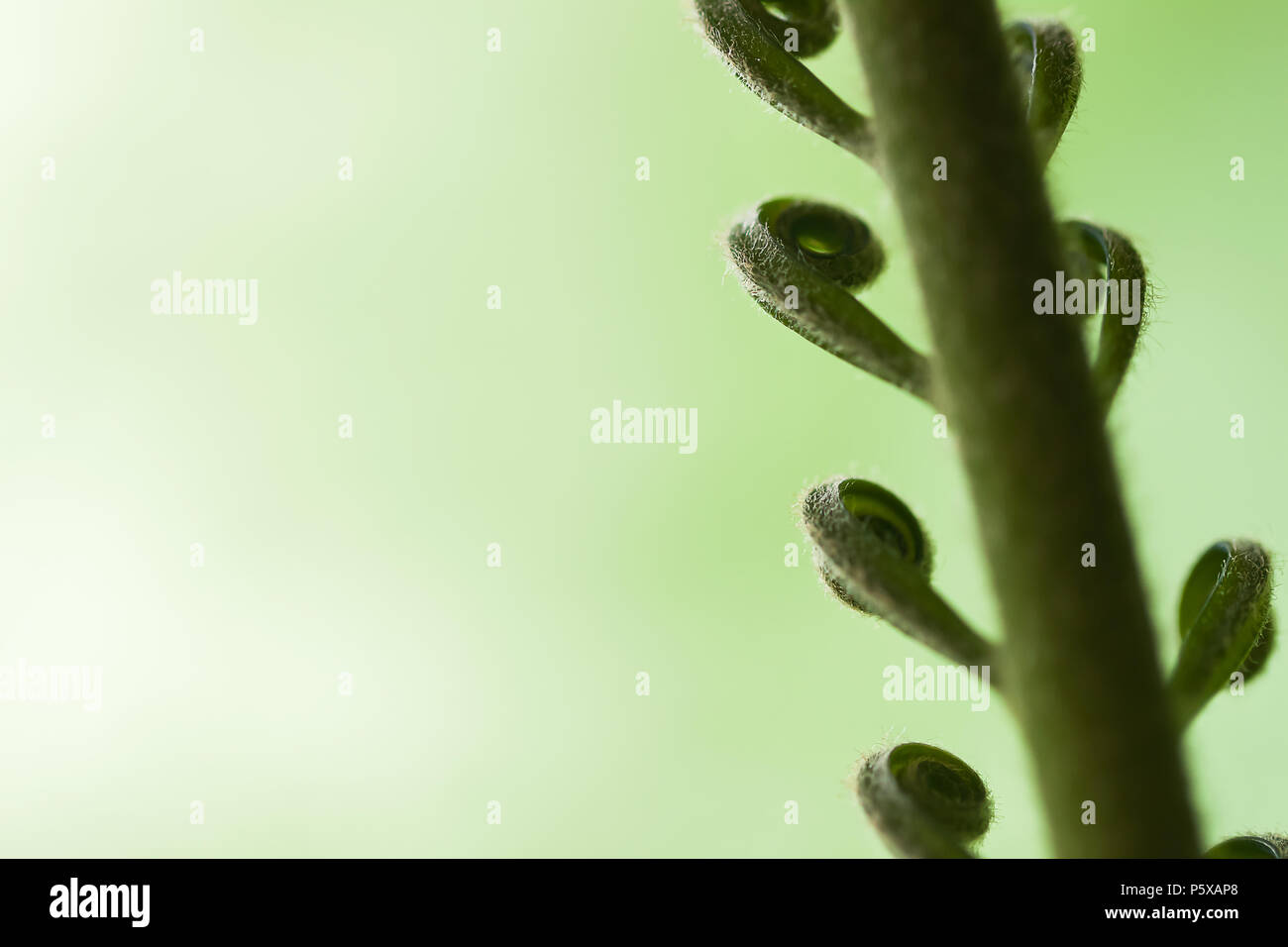 Leaf unfolding hi-res stock photography and images - Alamy