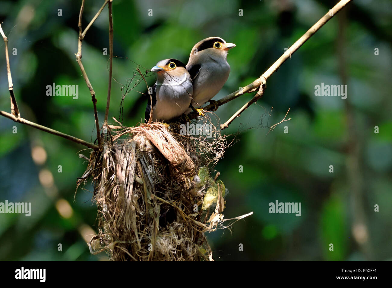 A pair of Silver-breasted Broadbills (Serilophus lunatus) building ...