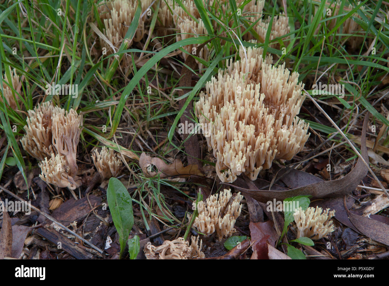 Beige fungi hi-res stock photography and images - Alamy